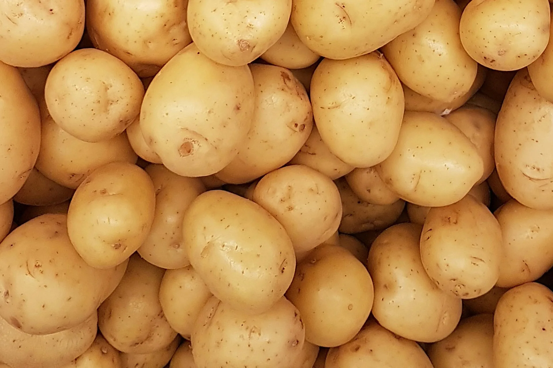 Quand la pomme de terre est festive, cela donne la Fête de la Bonnotte ...