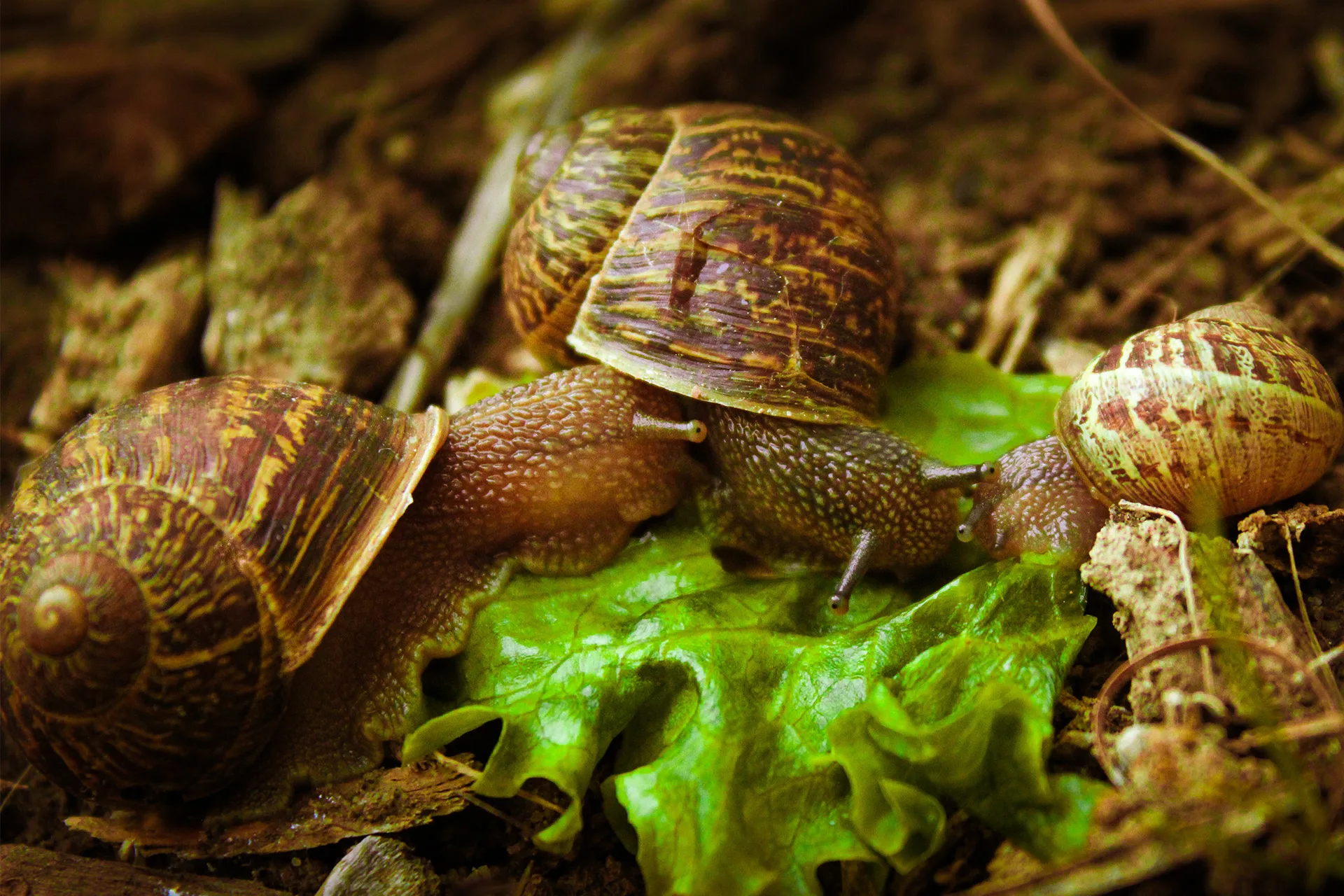 Un escargot coulant et charmant ? Oui, à la Fête de l’Escargot de ...
