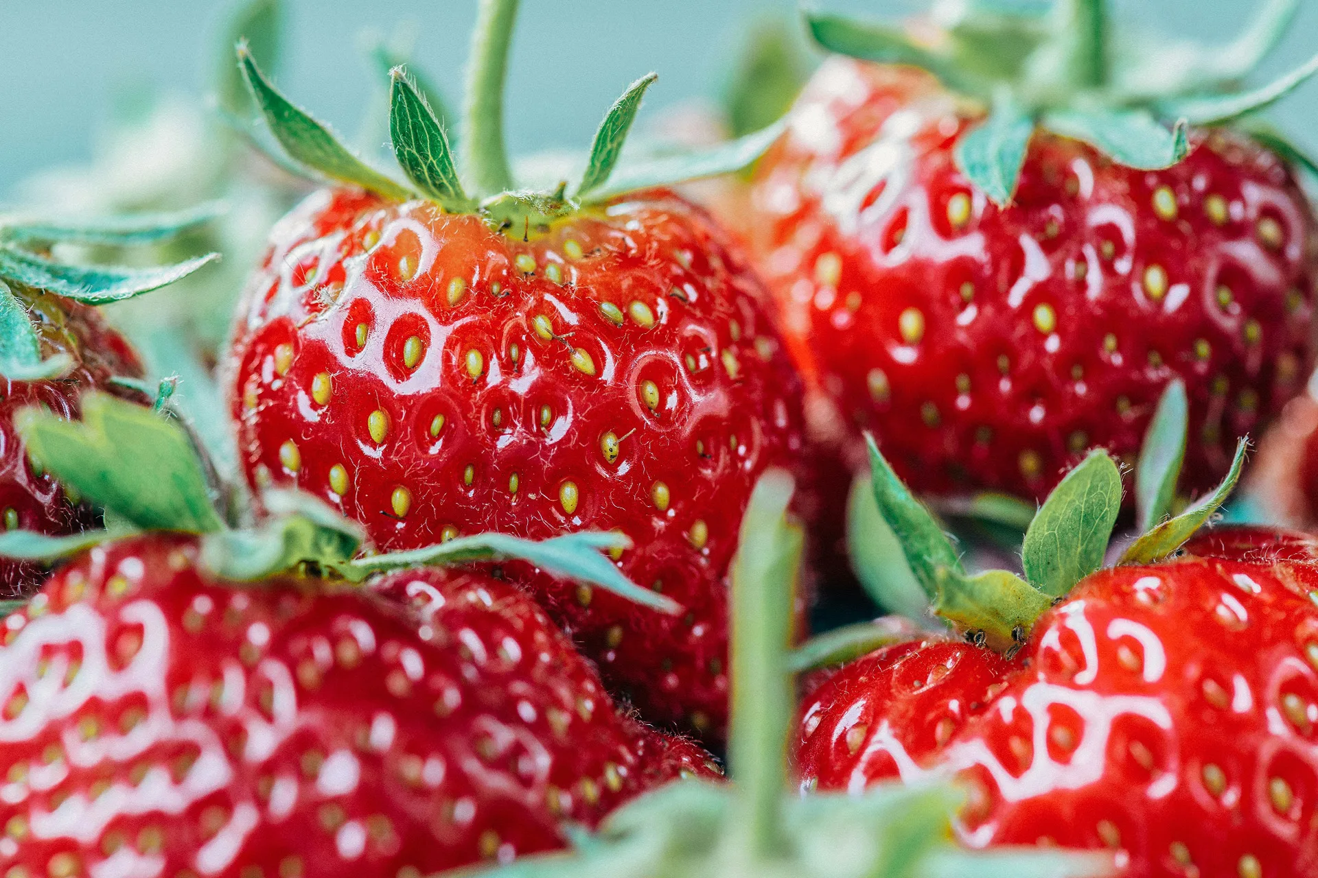 Découvrez les fraises bigoudènes à la Fête de la Fraise de Plougastel ...