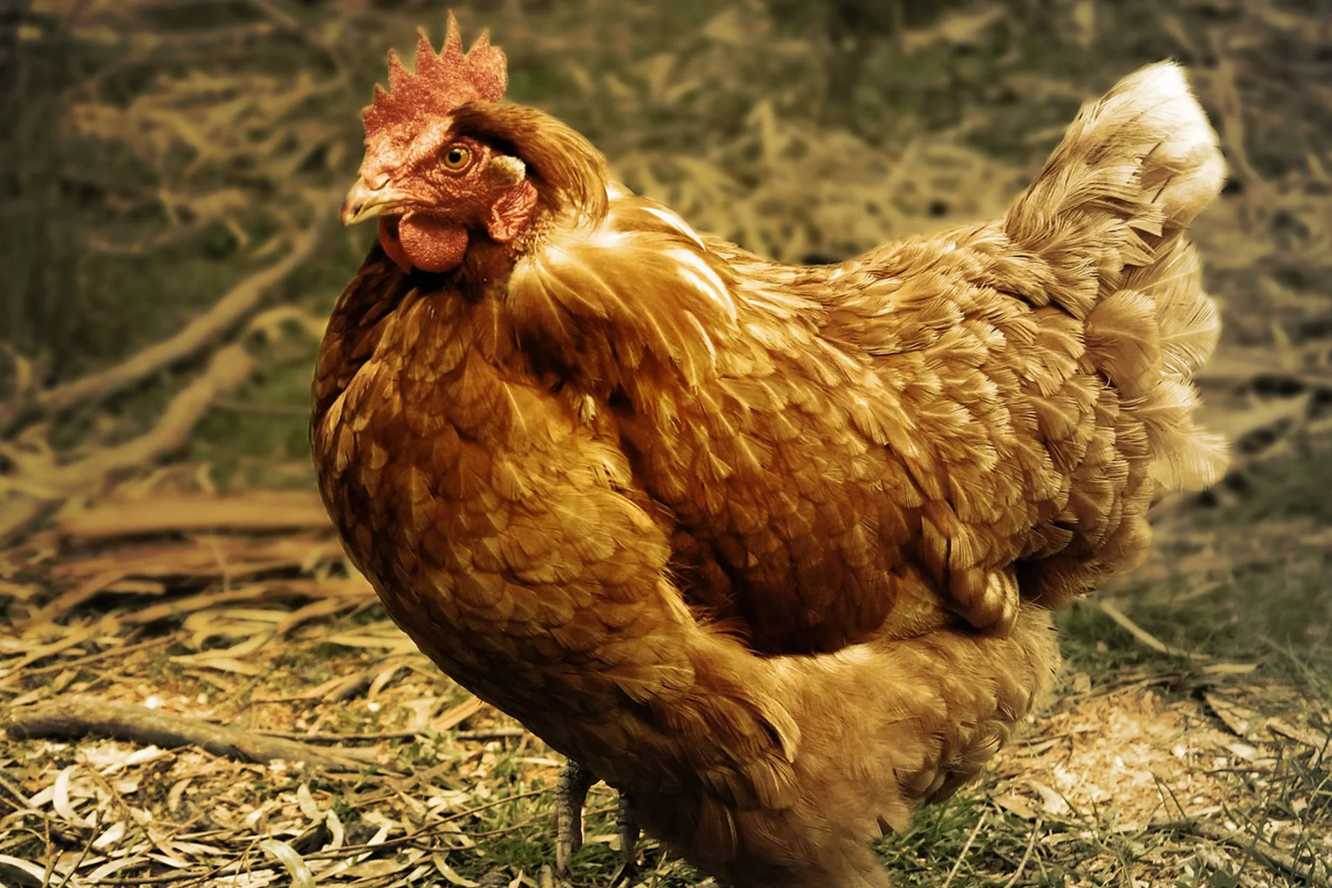 Ces poulets sont si précieux qu’ils lèvent l’ergot en buvant leur thé ...